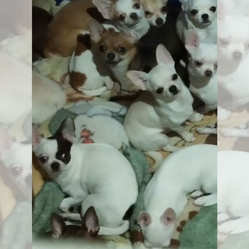 Чихуахуа взрослые и щенки