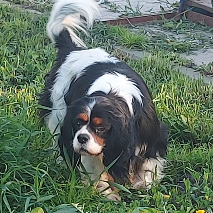 Кинг чарльз спаниель вязка