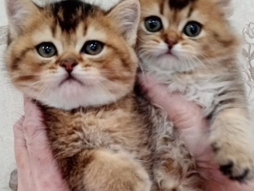 Шотландские золотые котята беби-фейс