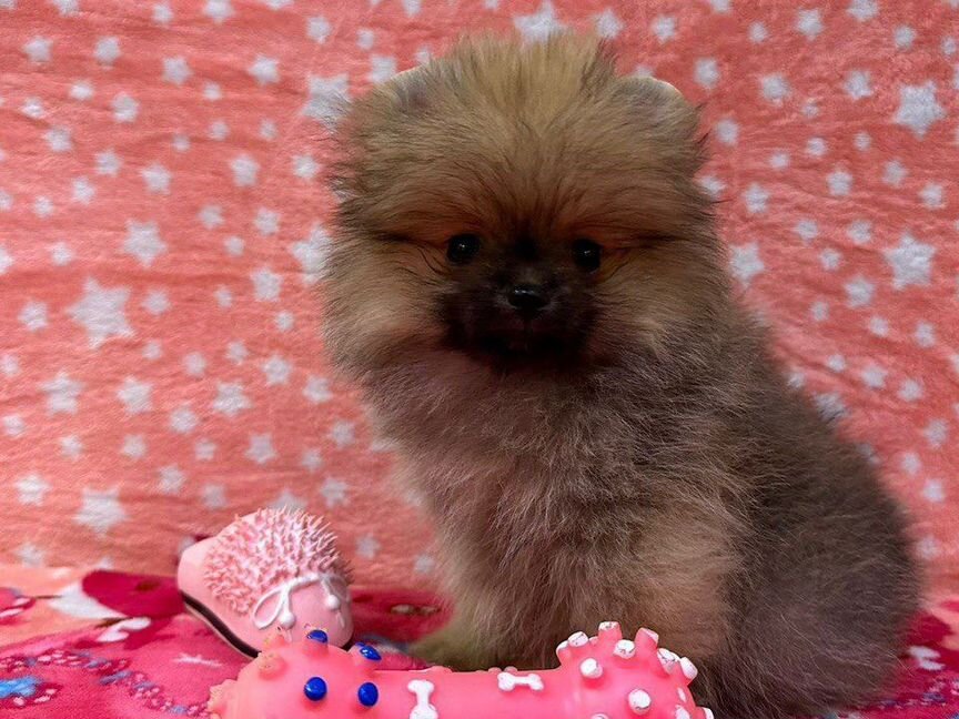 Миниатюрная померанка
