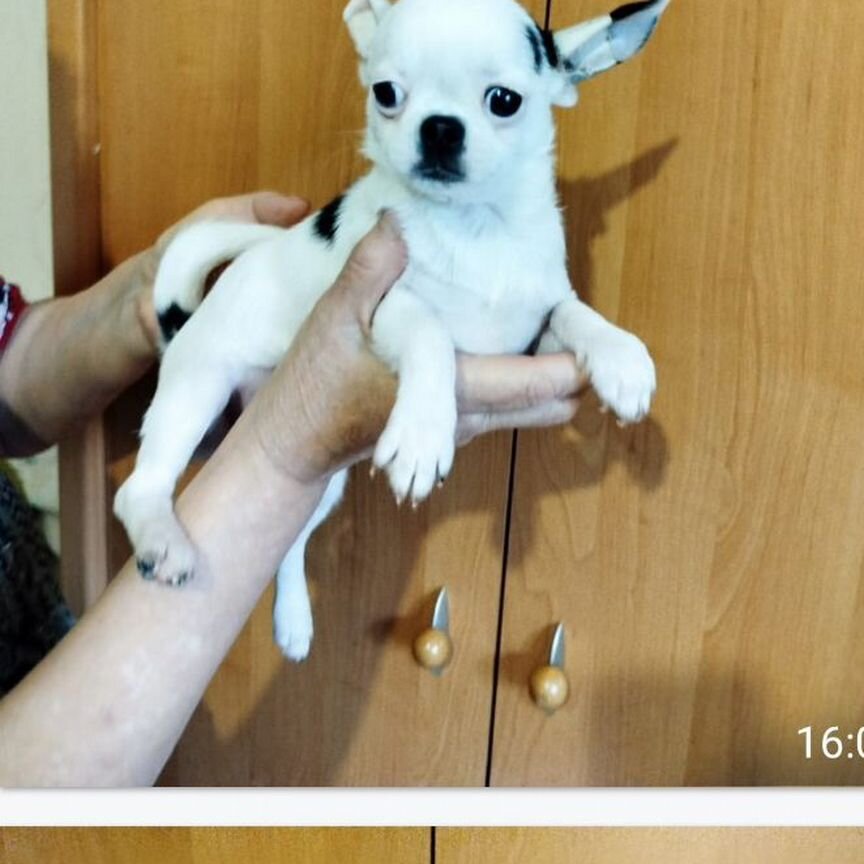 Щенки чихуахуа