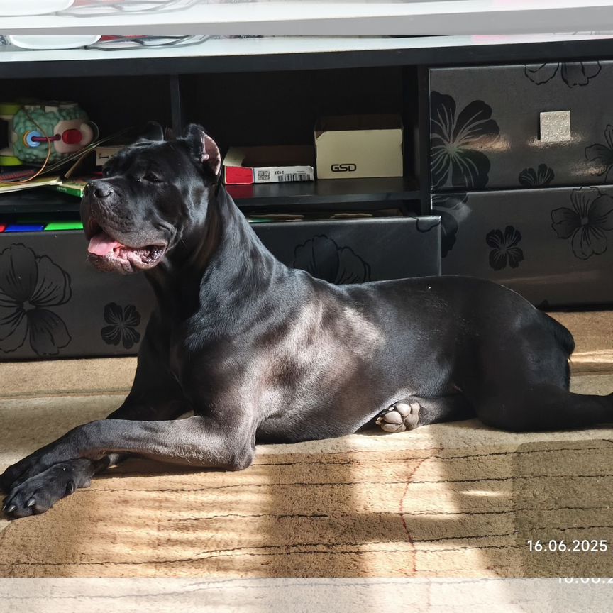 Кане-корсо, щенок