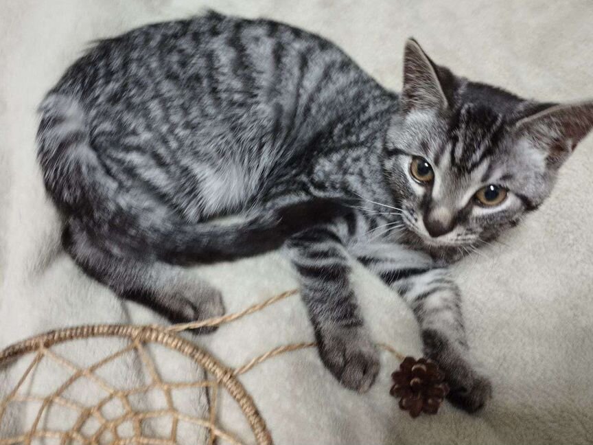 Кошка