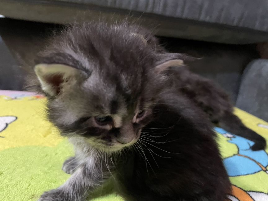 Котята мейн-кун