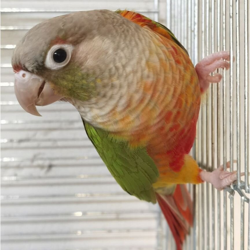 Попугай пиррура самка и самец