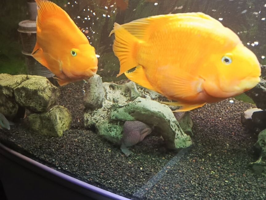 Рыбка попугай