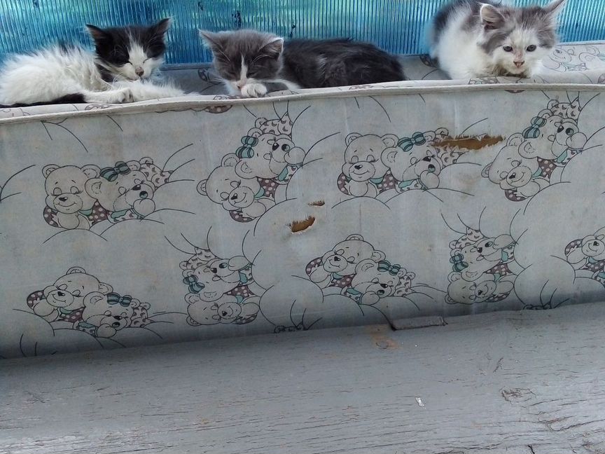 Котята в добрые руки