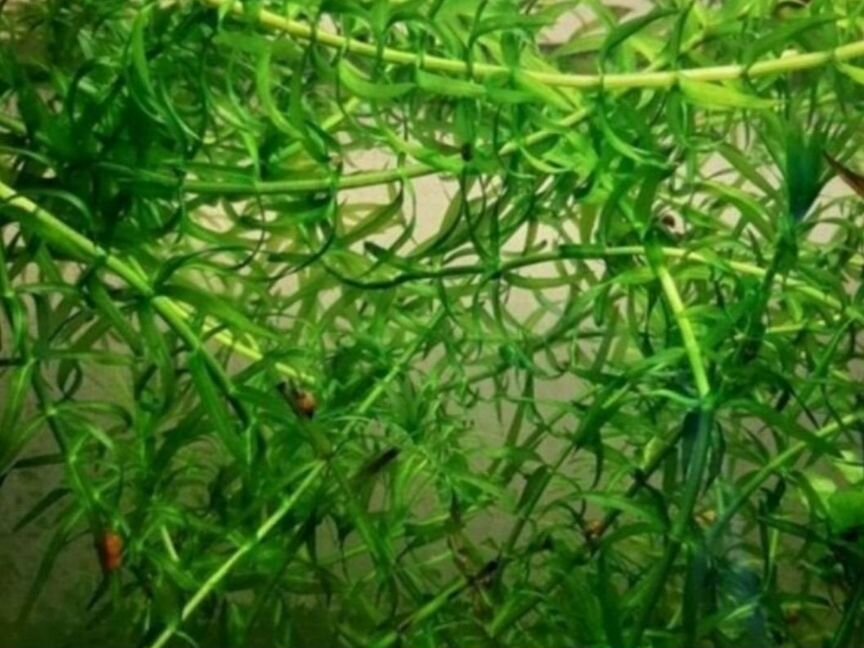 Аквариумное растение Элодея