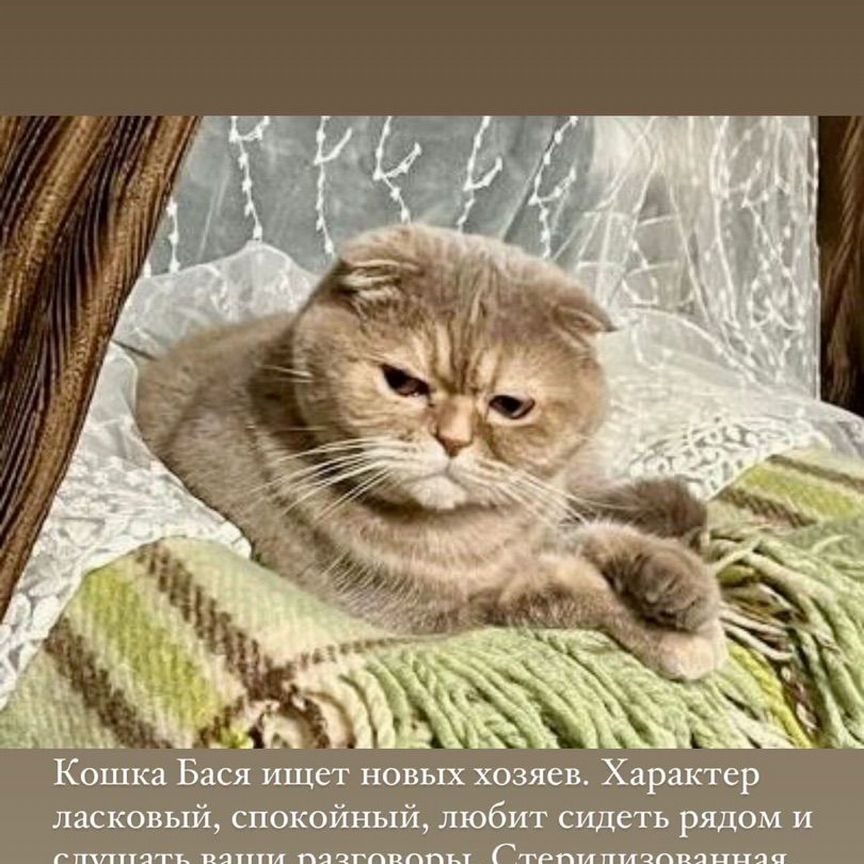 Отдам кошку в добрые руки