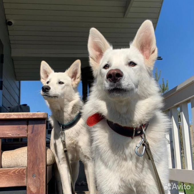 Шенки лайки в добрые руки