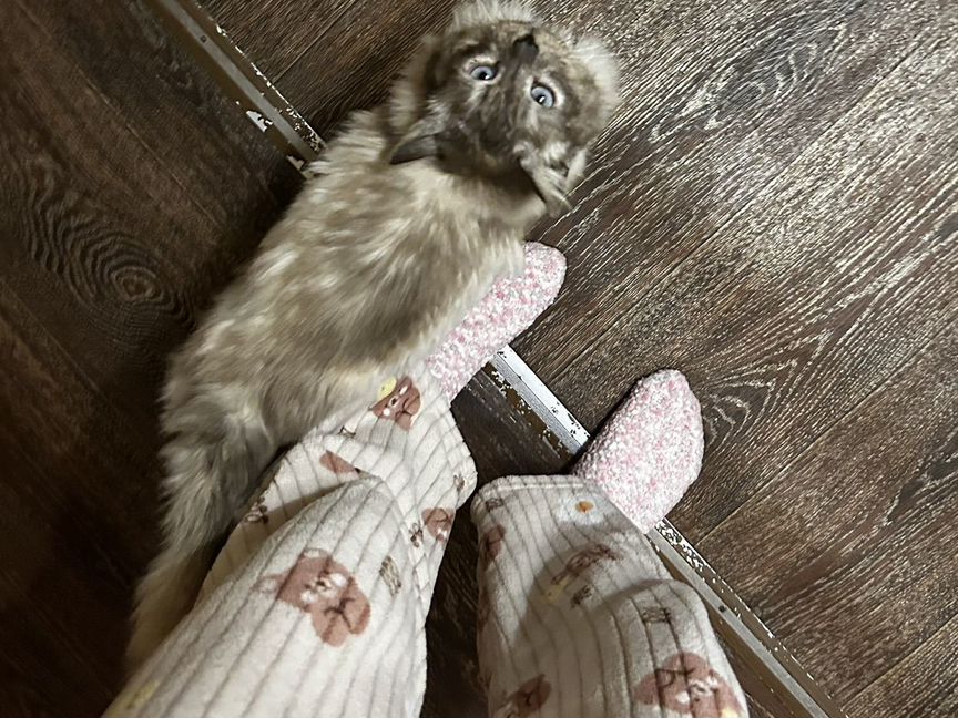 Ищем котику Мише дом