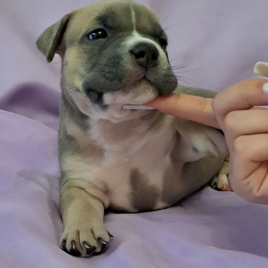 Девочка американский булли