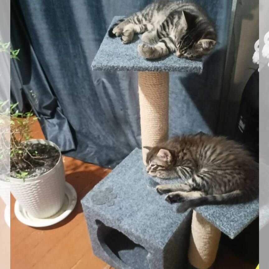 Мейн-кун котёнок