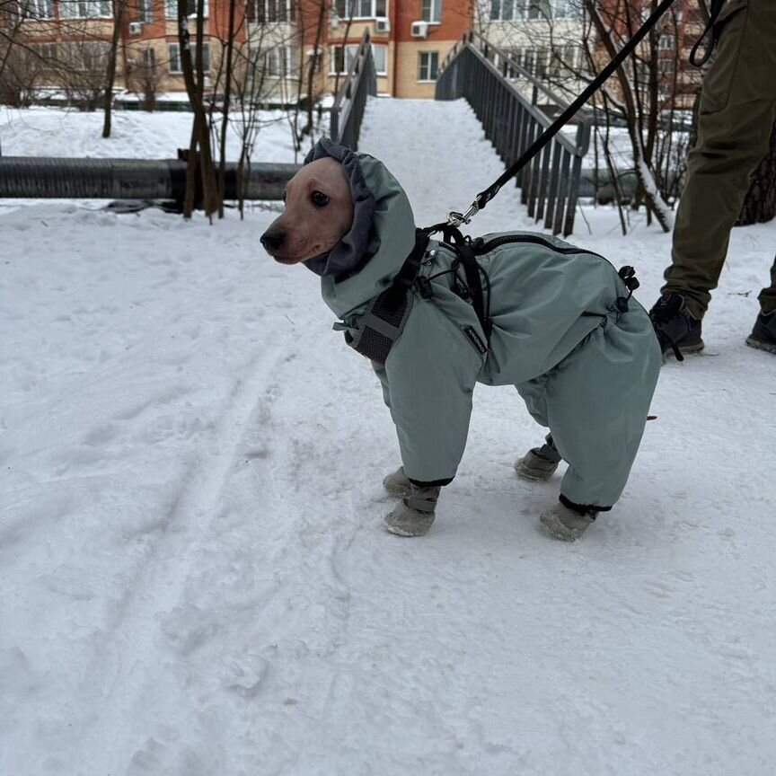 Зимний комбинезон для собак