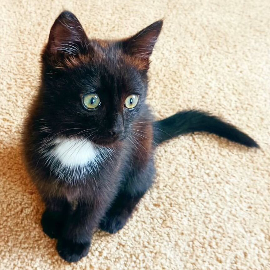 Котёнок в добрые руки