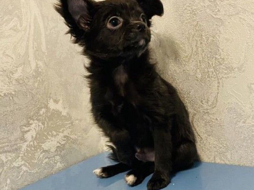 Чихуахуа РКФ голубого окраса д/ш