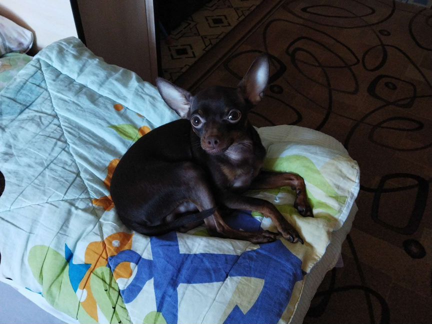 Той-терьер вязка