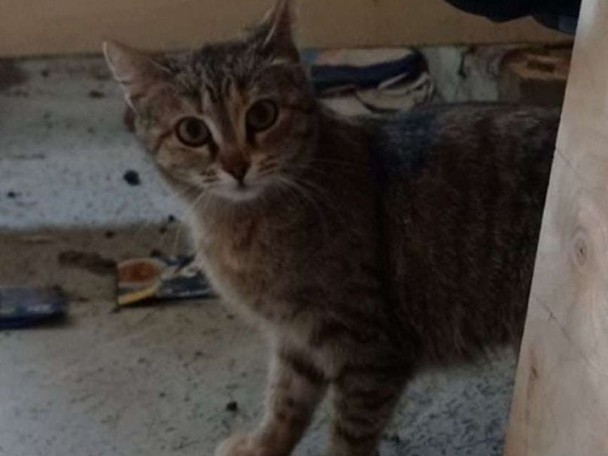 Кошечка ищет дом или передержку