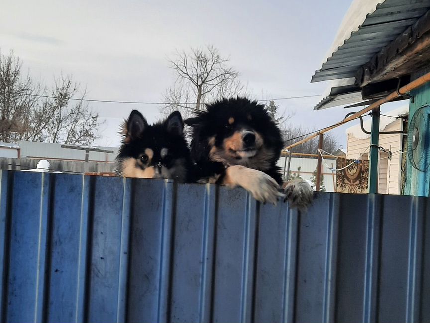 Маламут