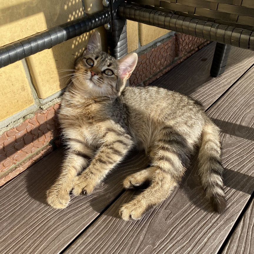 Милые котята окрас вискас бесплатно