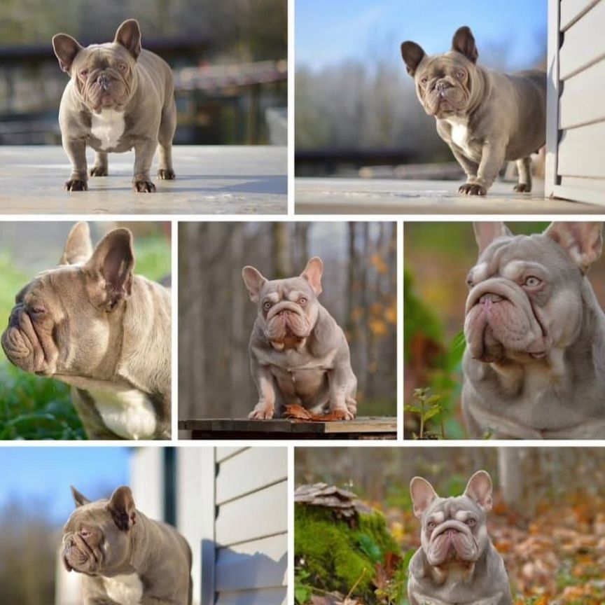 Французский бульдог, щенок