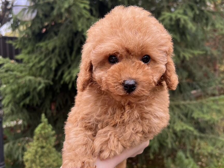 Той-пудель девочка