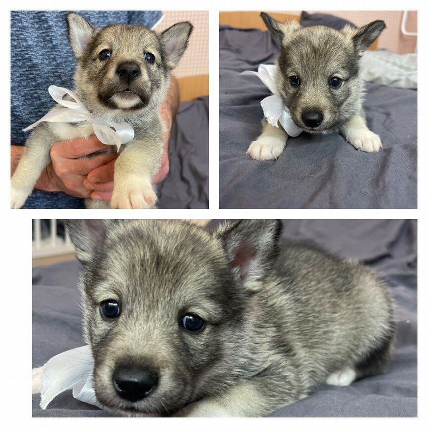 Отдам в добрые руки щенков