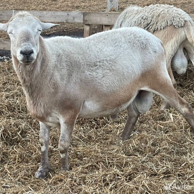 Ярки, ягнята Катумской породы