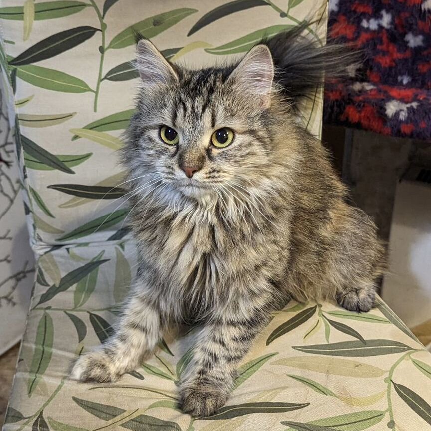 Кошечка Бэмби в добрые руки