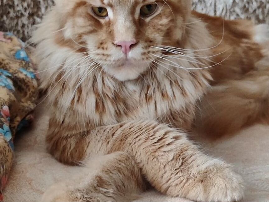 Мейн-кун вязка