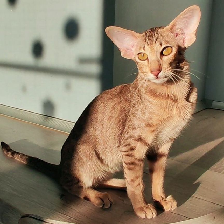 Ориенталочка 4,5 месяца