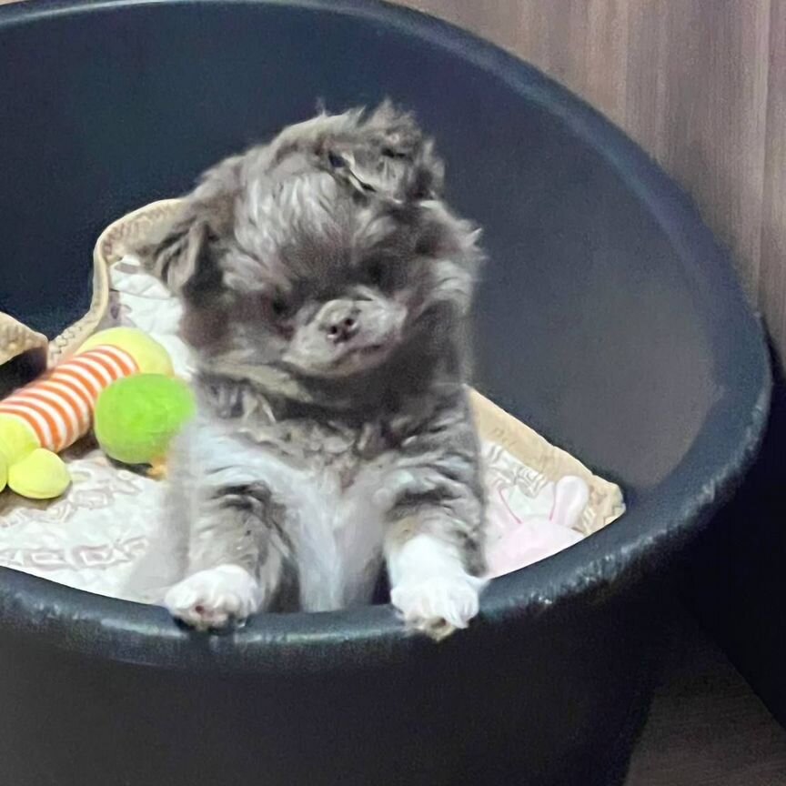 Чихуахуа, щенок