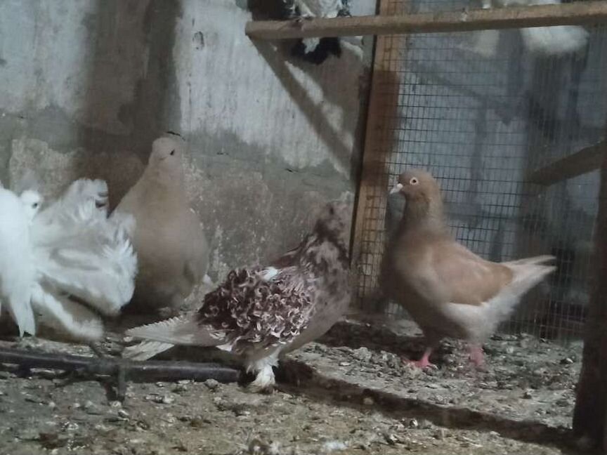 Голуби разных пород