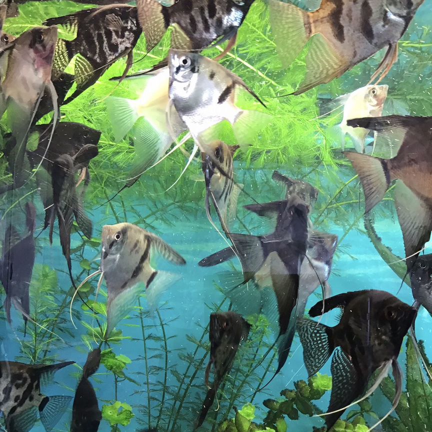 Скалярии пиной параиба