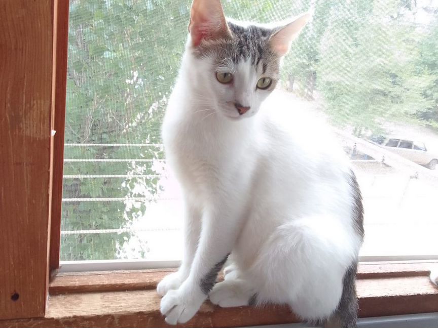 Отдам в добрые руки