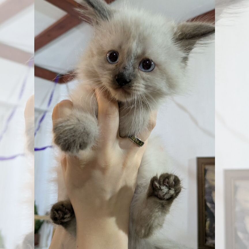 Невский маскарадный котёнок