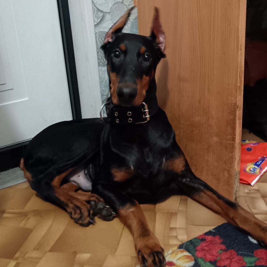 Добер мальчик