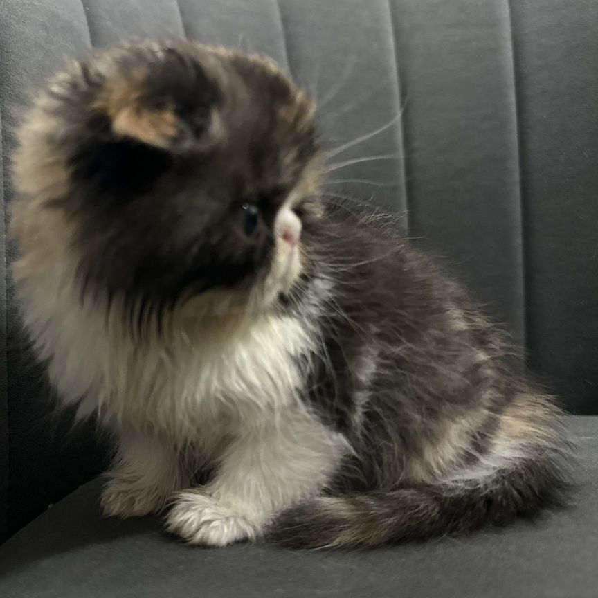 Экзотический короткошёрстный котёнок