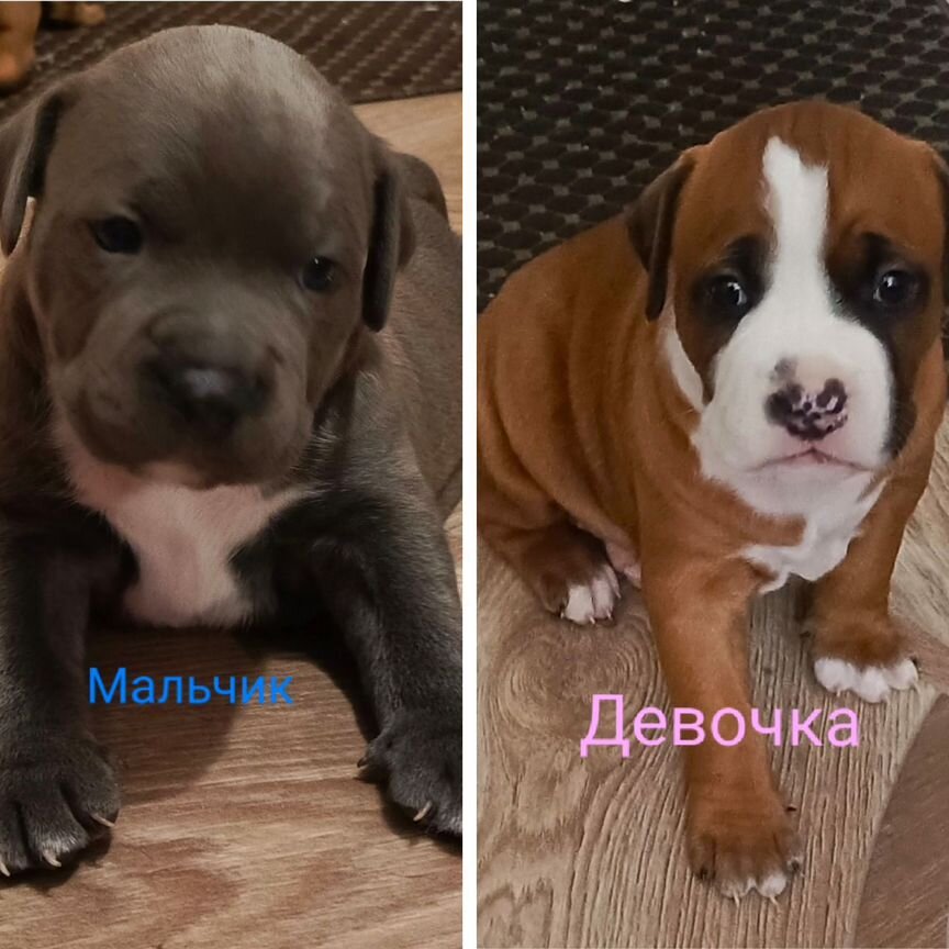 Американский стаффордширский терьер, щенок