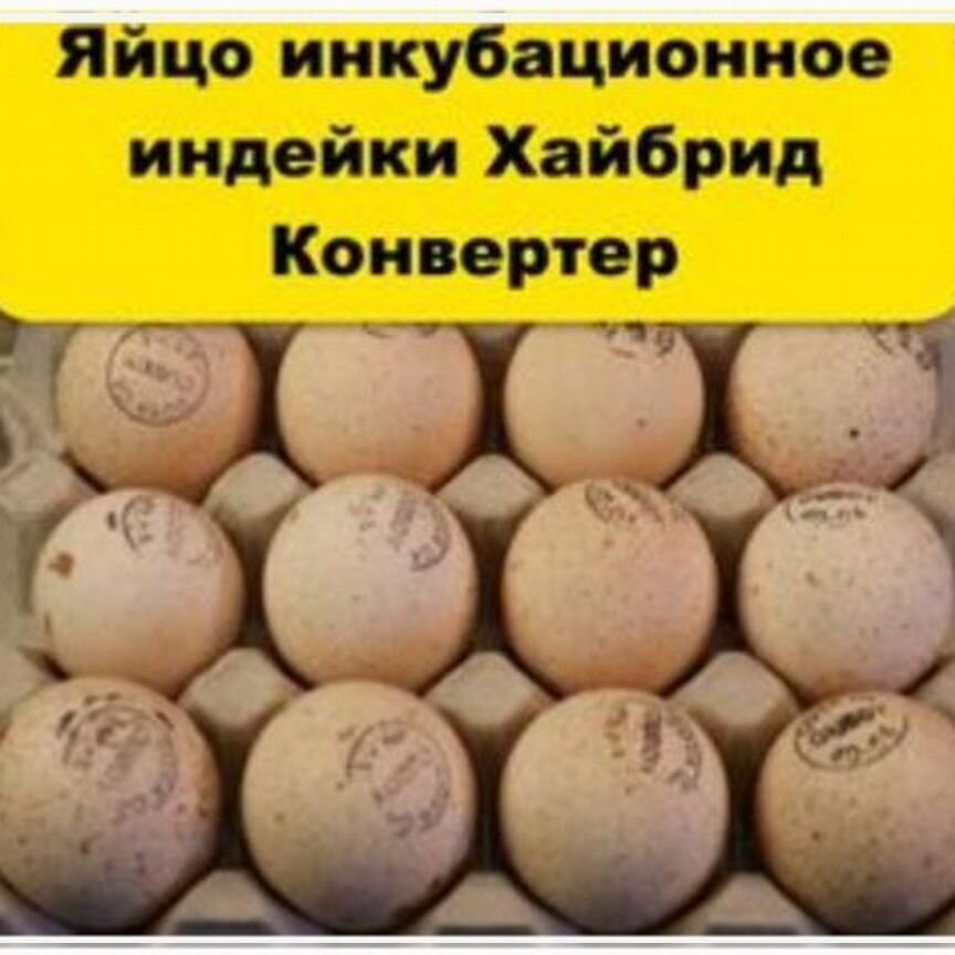 Инкубационное яйцо хайбрид конвертер индейка