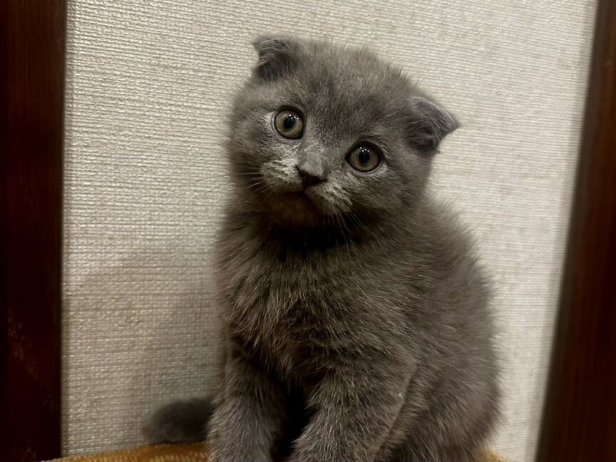Шотландские котята