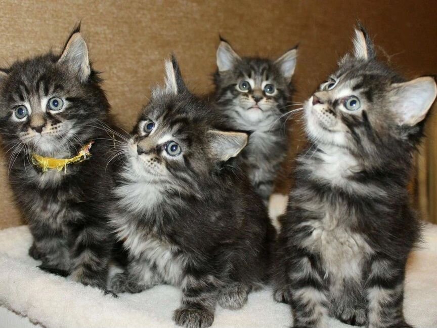 Крепыши мейн куны