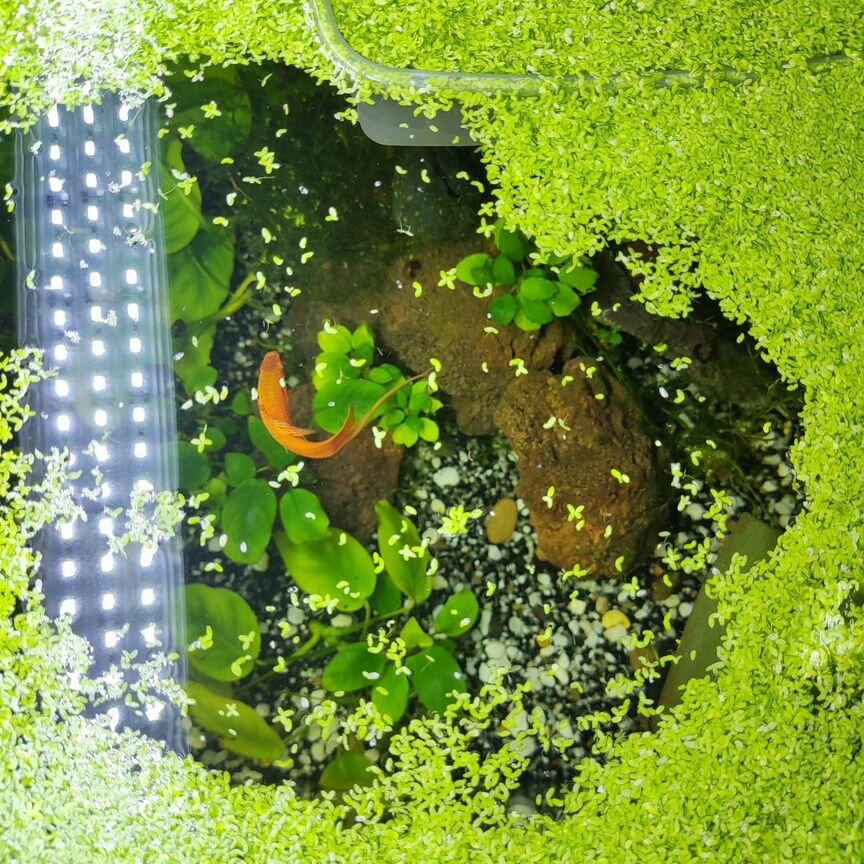 Ряска для аквариума, растение