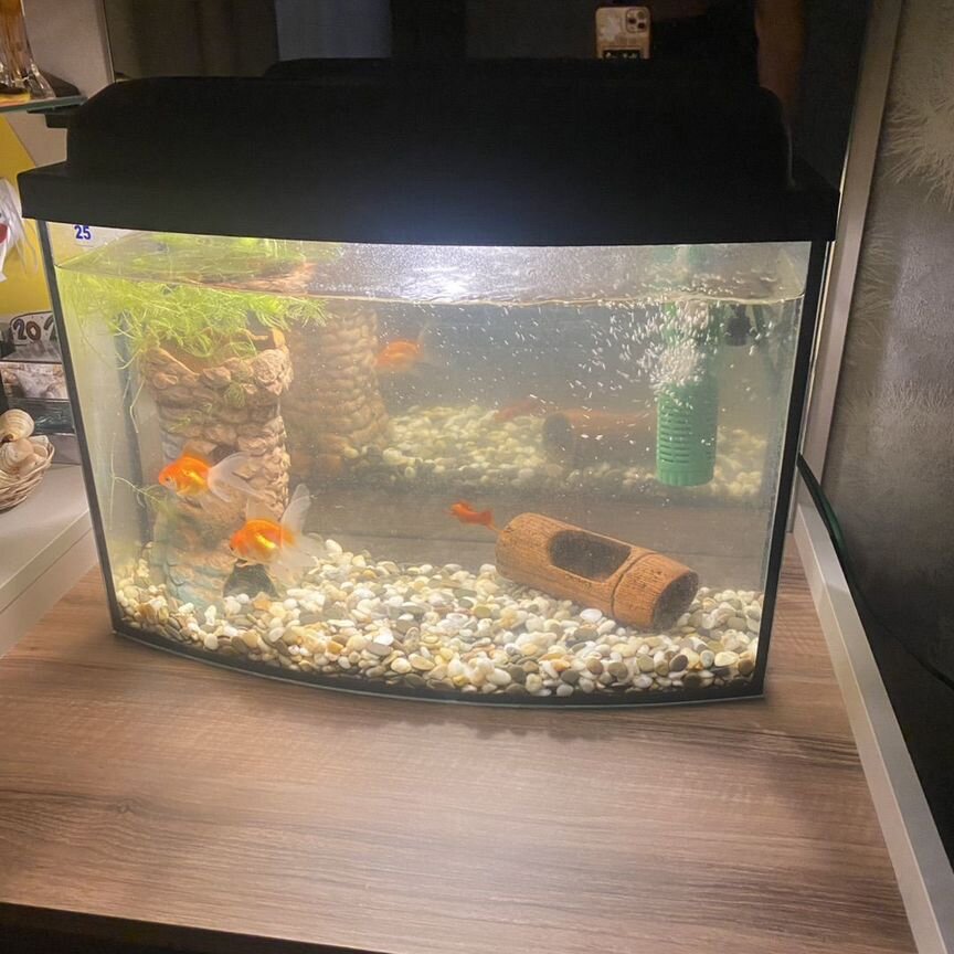 Аквариумные рыбки меченосцы бесплатно