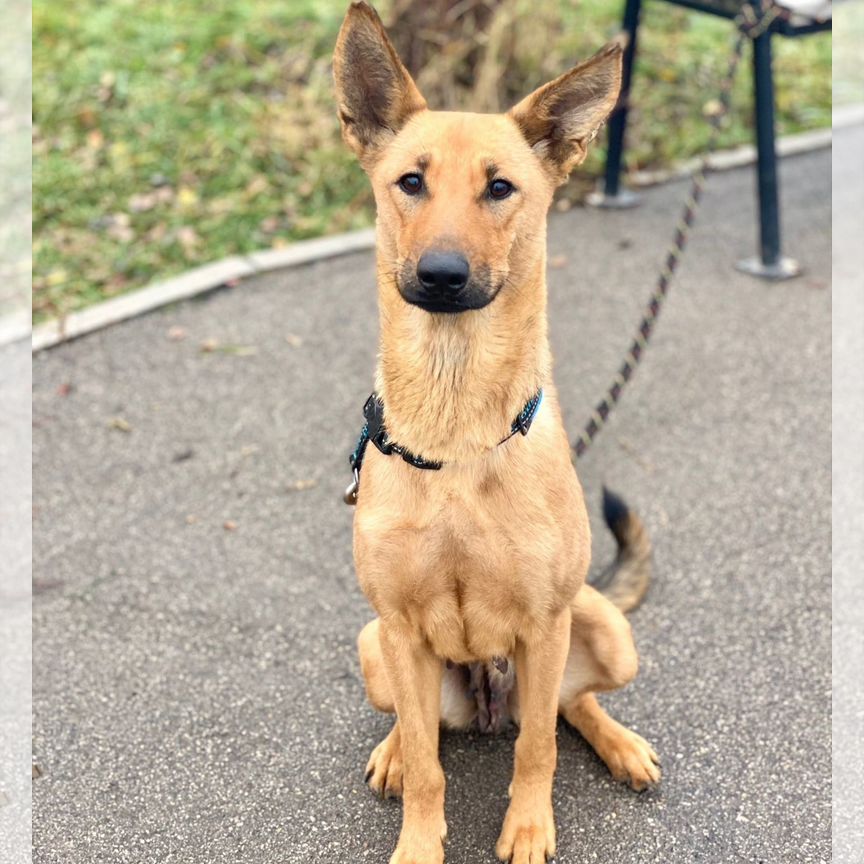 Взрослая собака в добрые руки