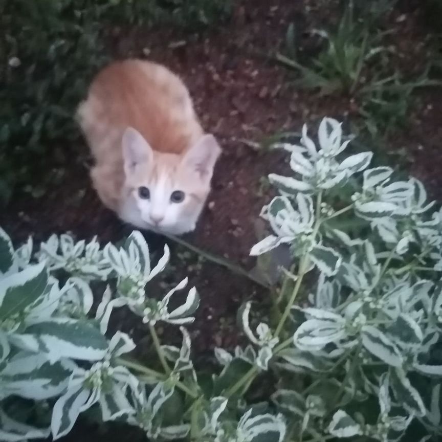 Рыжий котенок мальчик, кушает всё, к лотку приучен