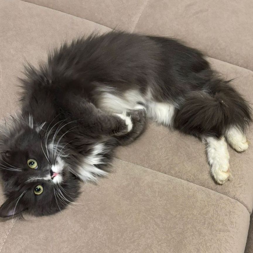 Взрослая кошка в добрые руки