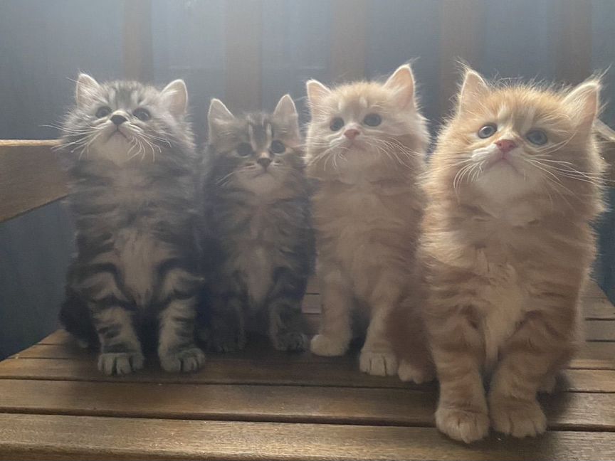 Котята породы курильский бобтейл