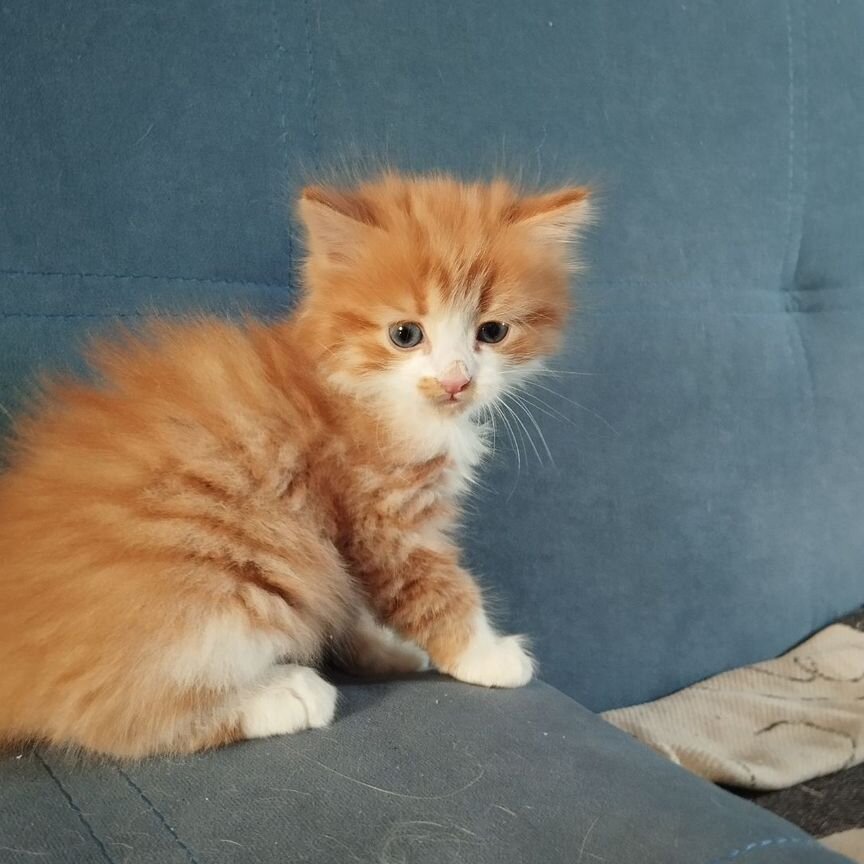 Отдам котенка в добрые ручки