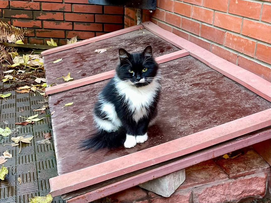 Котенок (кошка) пушистая ищет любящую семью